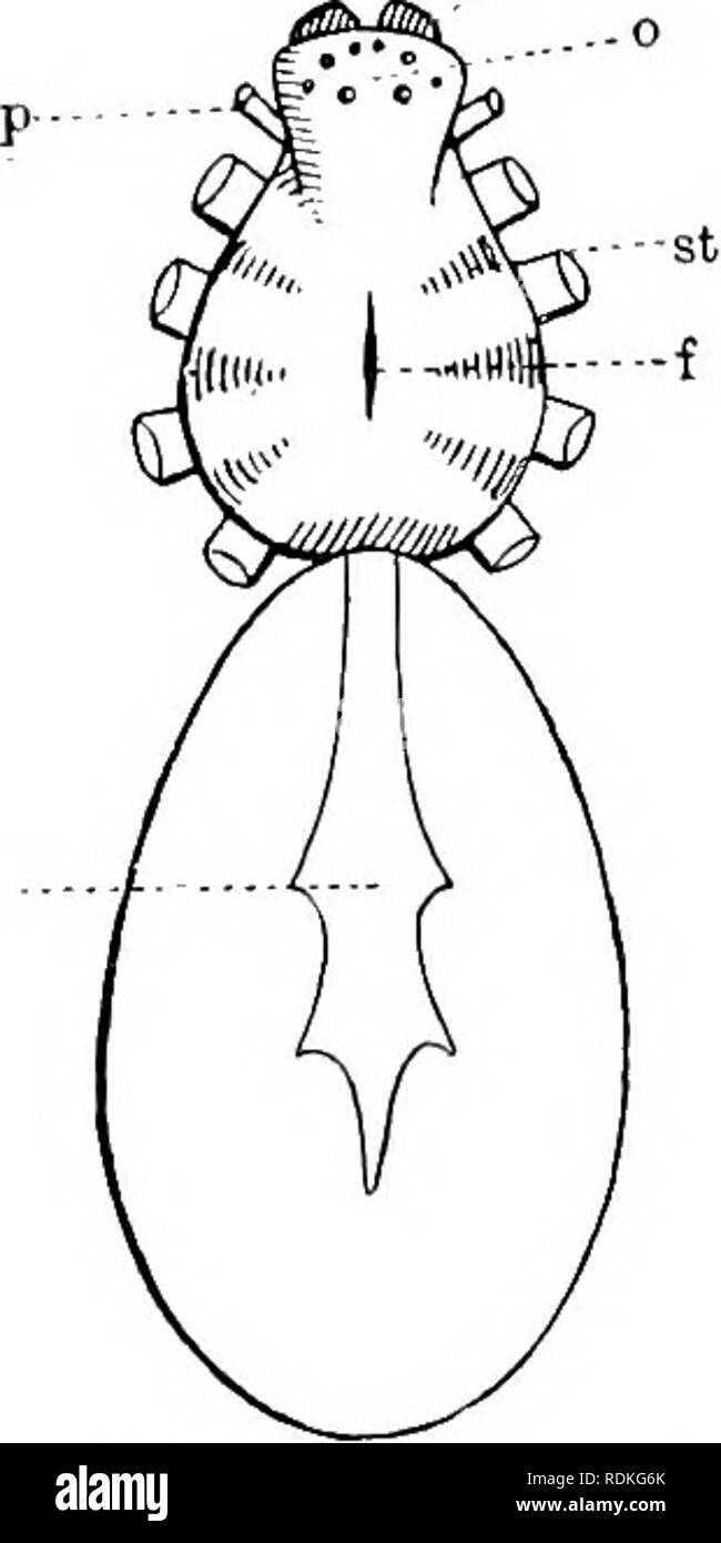 . The Cambridge natural history. Zoology. 3i6 ARACHNIDA ARANEAE The ...