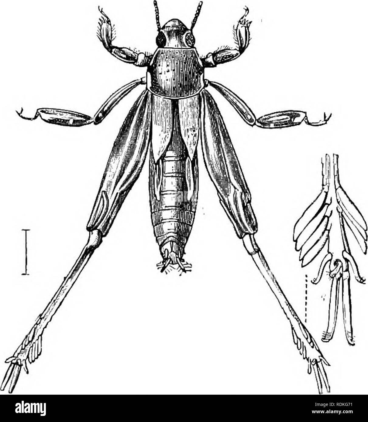 Abdomen has nine segments hi-res stock photography and images - Alamy