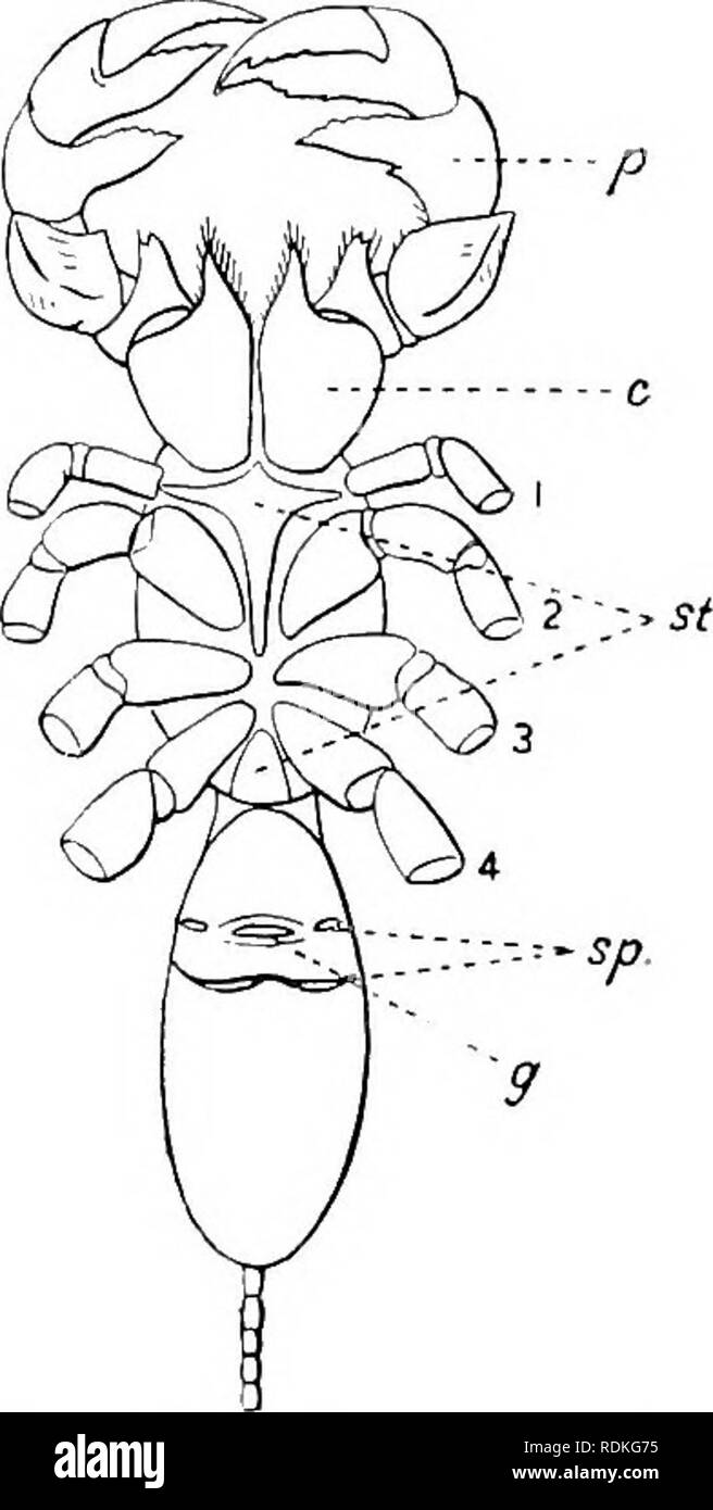 Eggs strata hi-res stock photography and images - Alamy