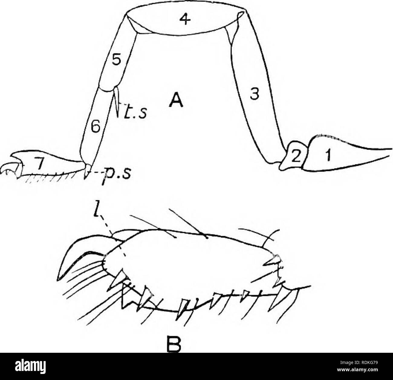 Tibial spur hi-res stock photography and images - Alamy