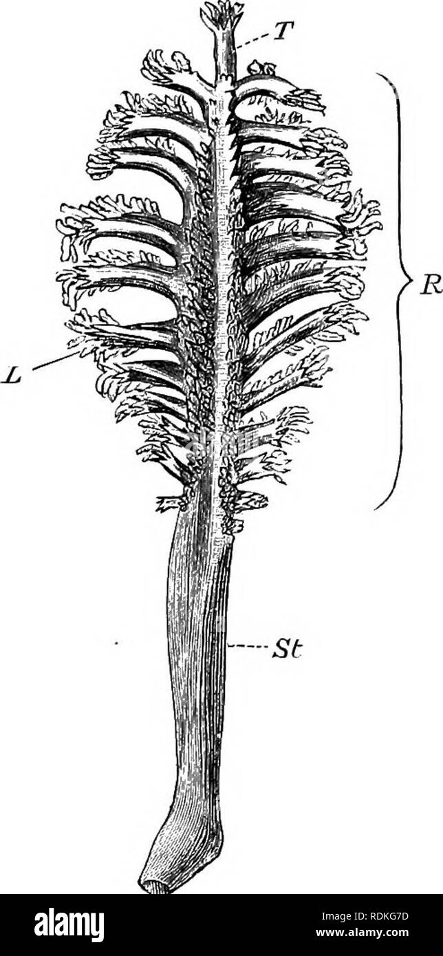 . The Cambridge natural history. Zoology. 358 COELENTERATA ANTHOZOA the ...