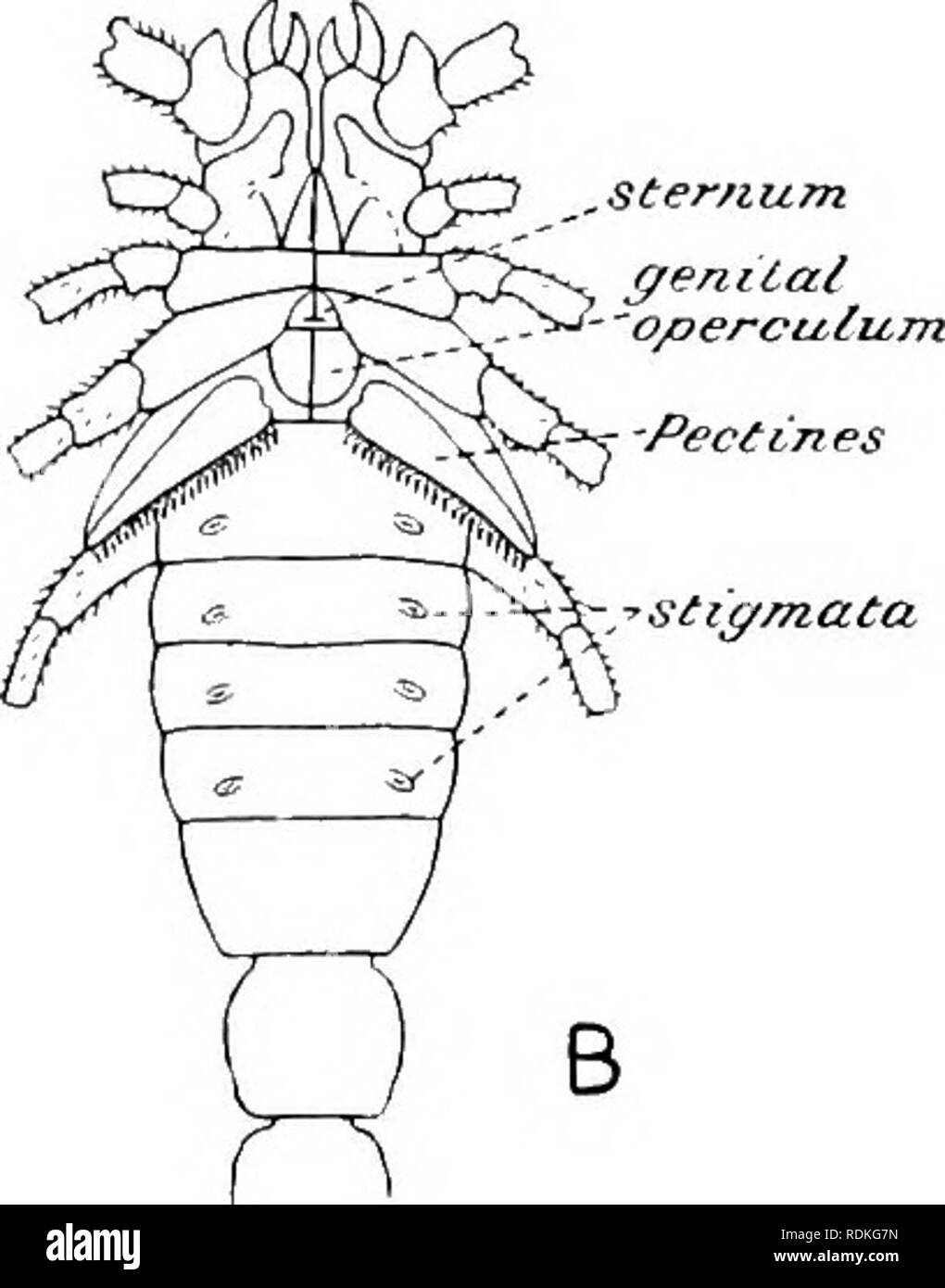 . The Cambridge natural history. Zoology. ,ster/Lum. aculem-s ...