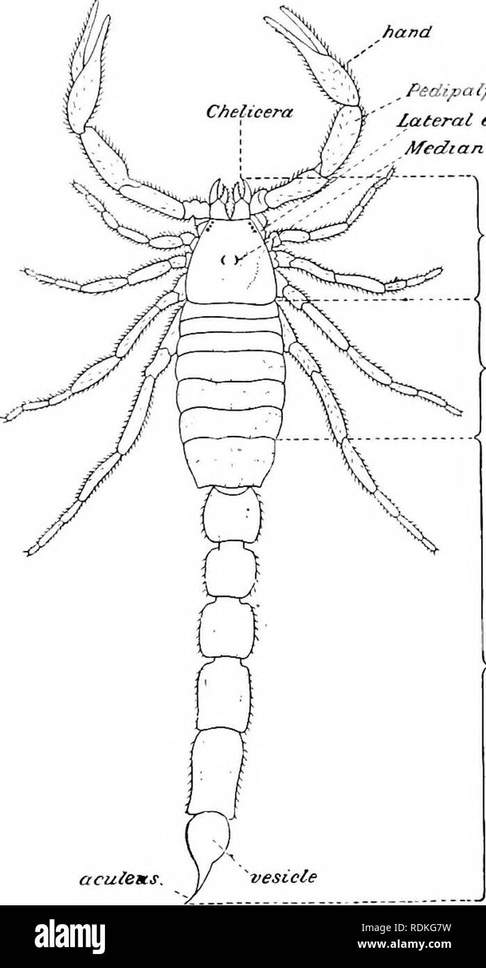 Scorpion Diagram