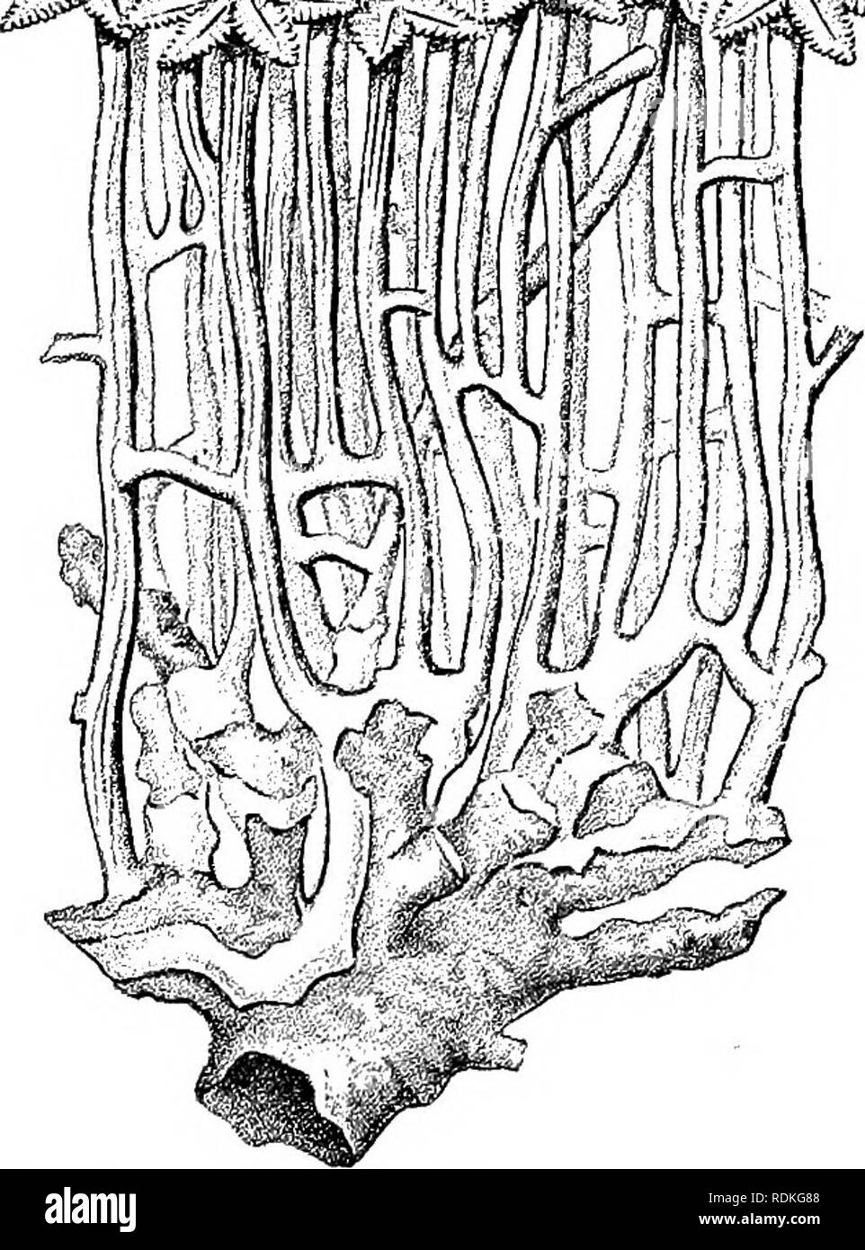 . The Cambridge natural history. Zoology. â I-. Fig. 152.âSyringopora ...