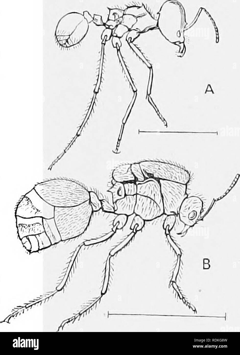 Suture ants hi-res stock photography and images - Alamy