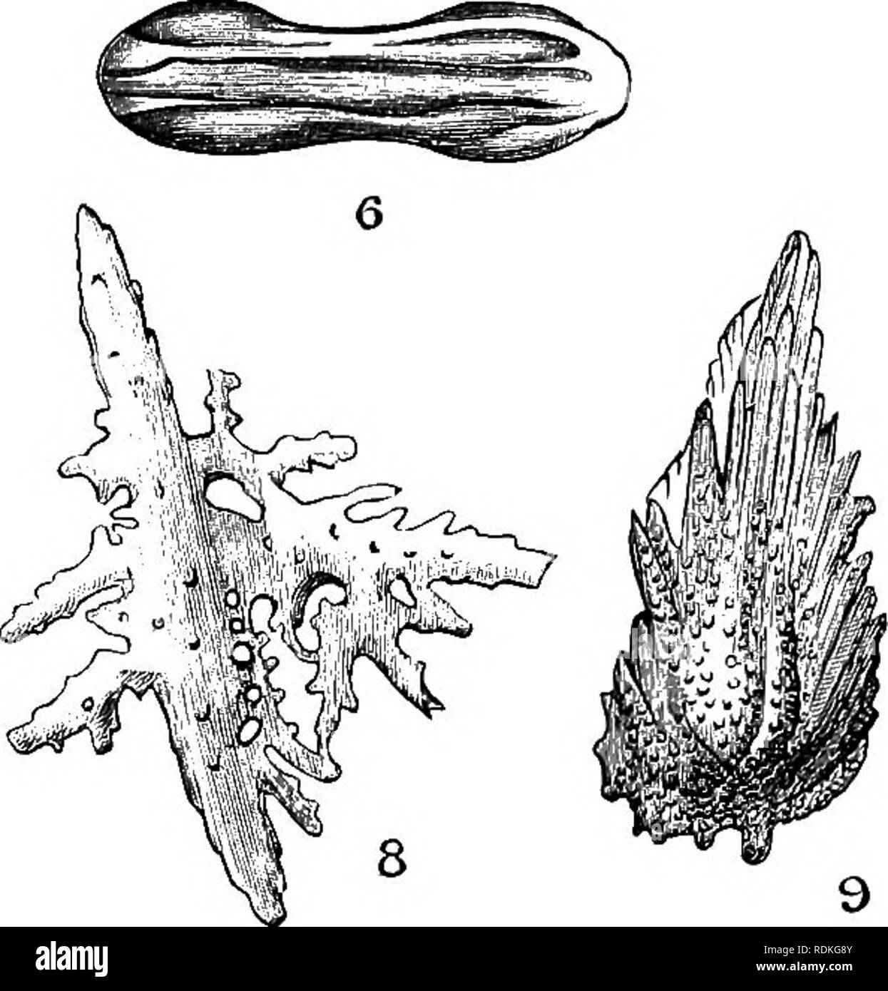 Warted spindle Black and White Stock Photos & Images - Alamy