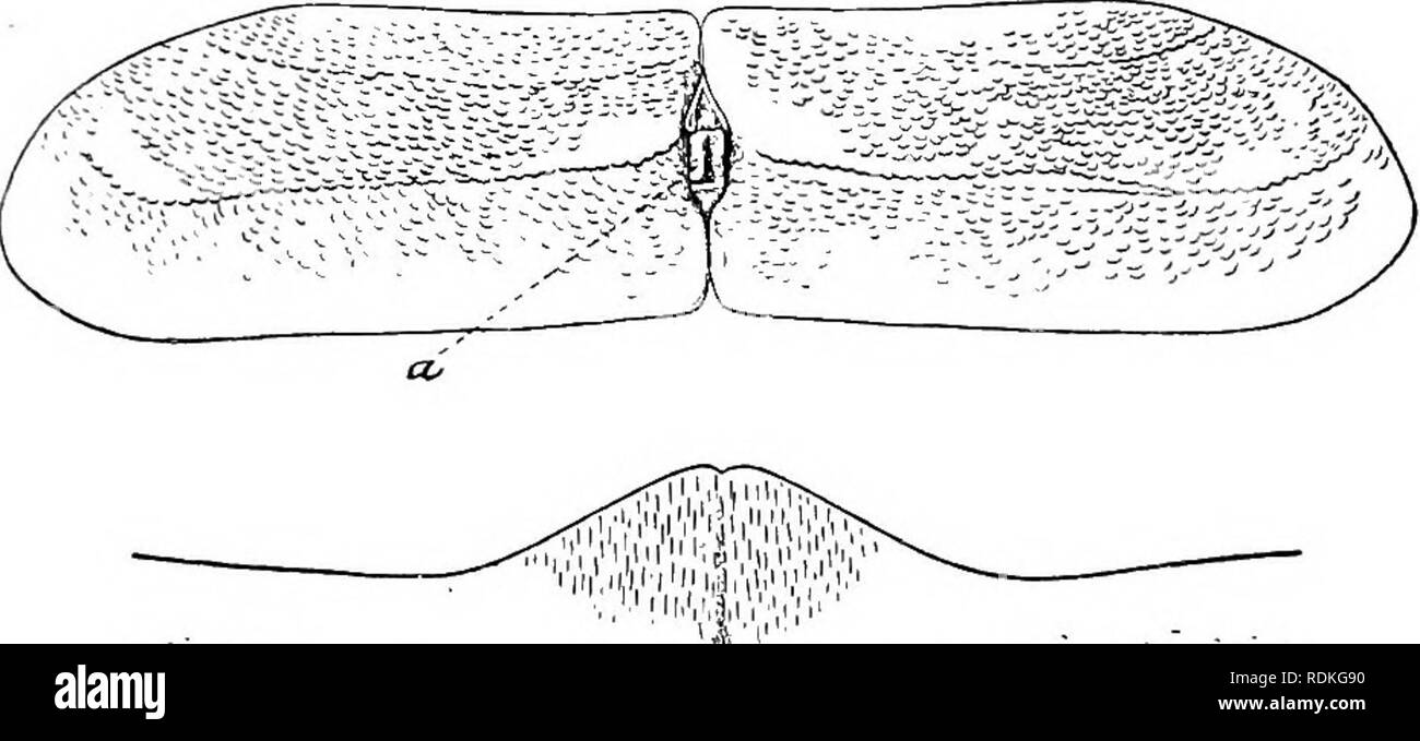 Genital operculum Black and White Stock Photos & Images - Alamy