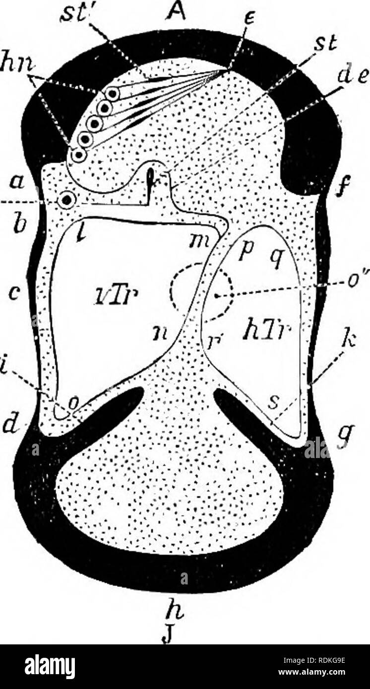 Natural orifice Black and White Stock Photos & Images - Alamy