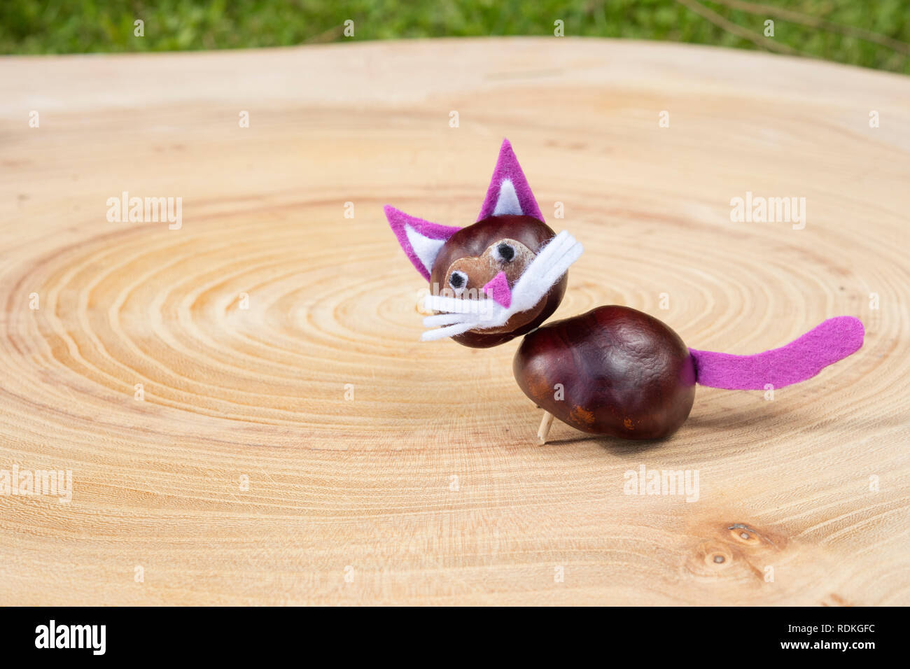 Acorn cat hi-res stock photography and images - Alamy