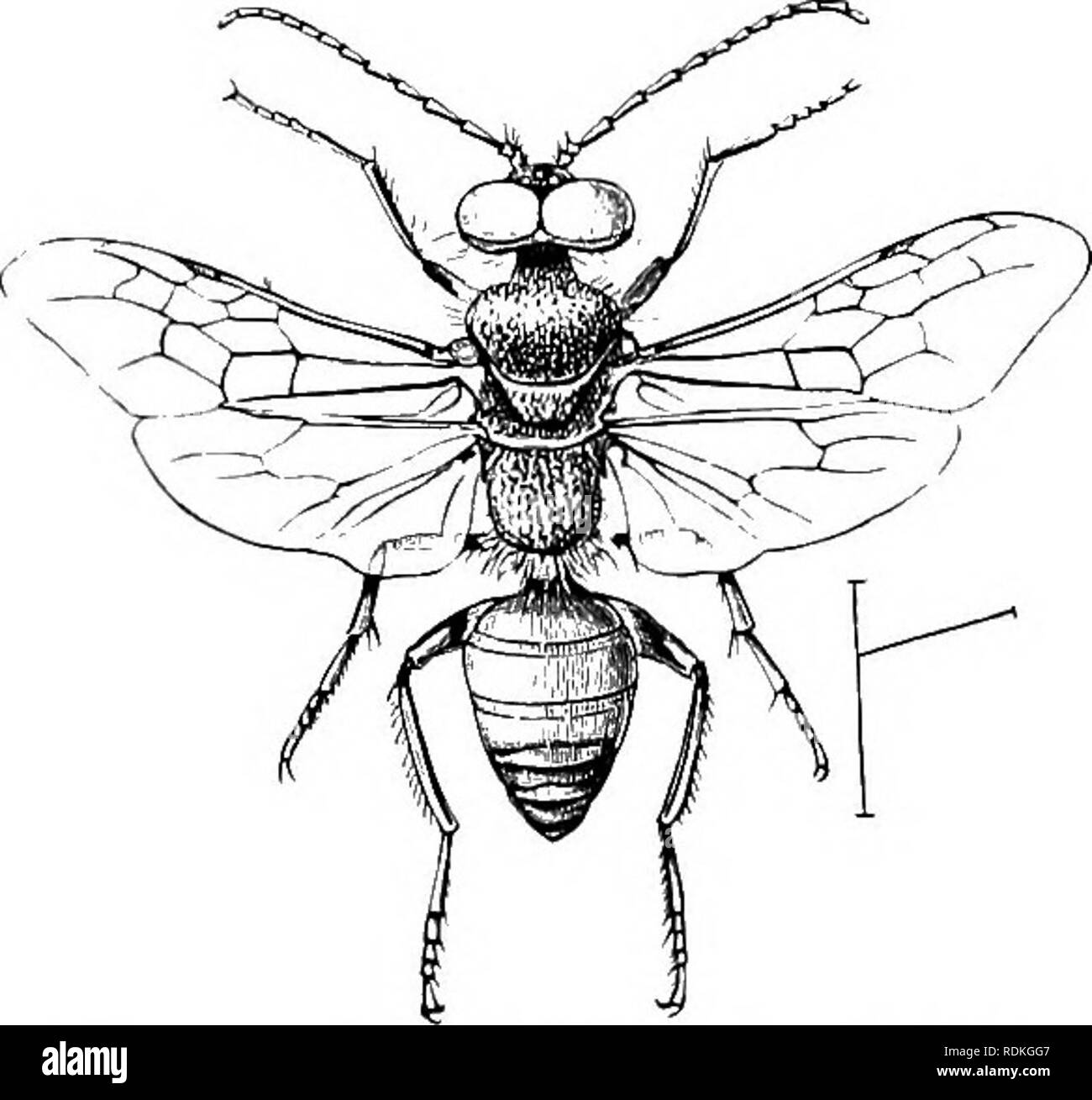. The Cambridge natural history. Zoology. ]ii SPHEGIDAE ASTATIDES ...