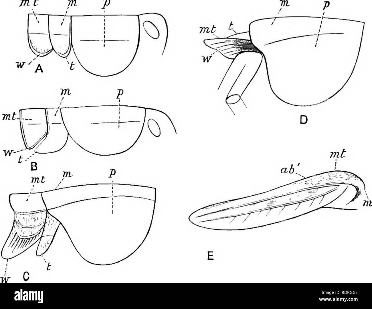 Notorious Definition