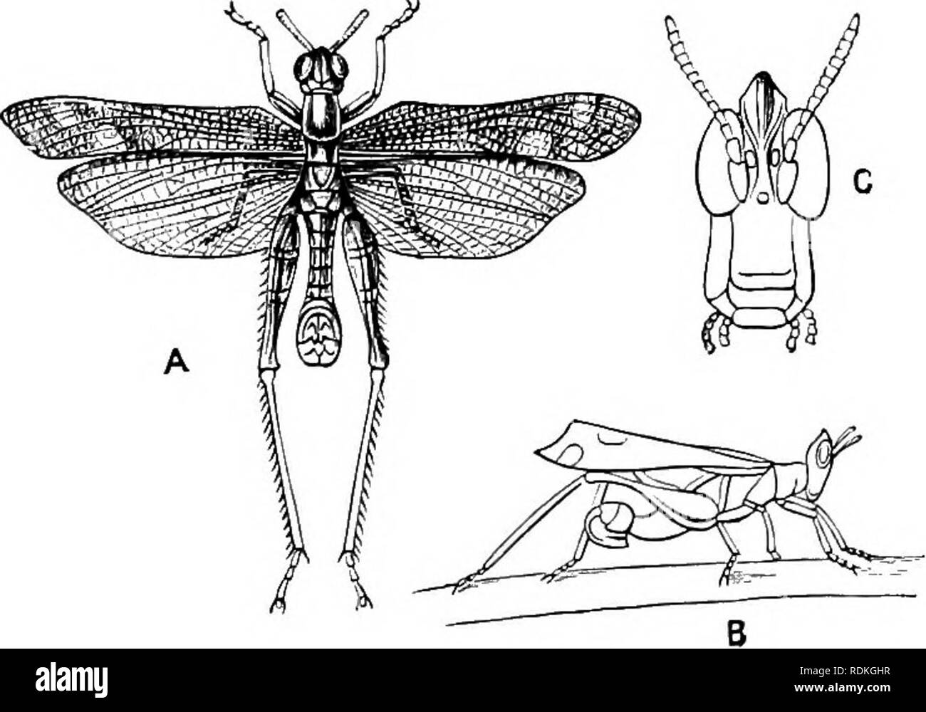 orthoptera examples