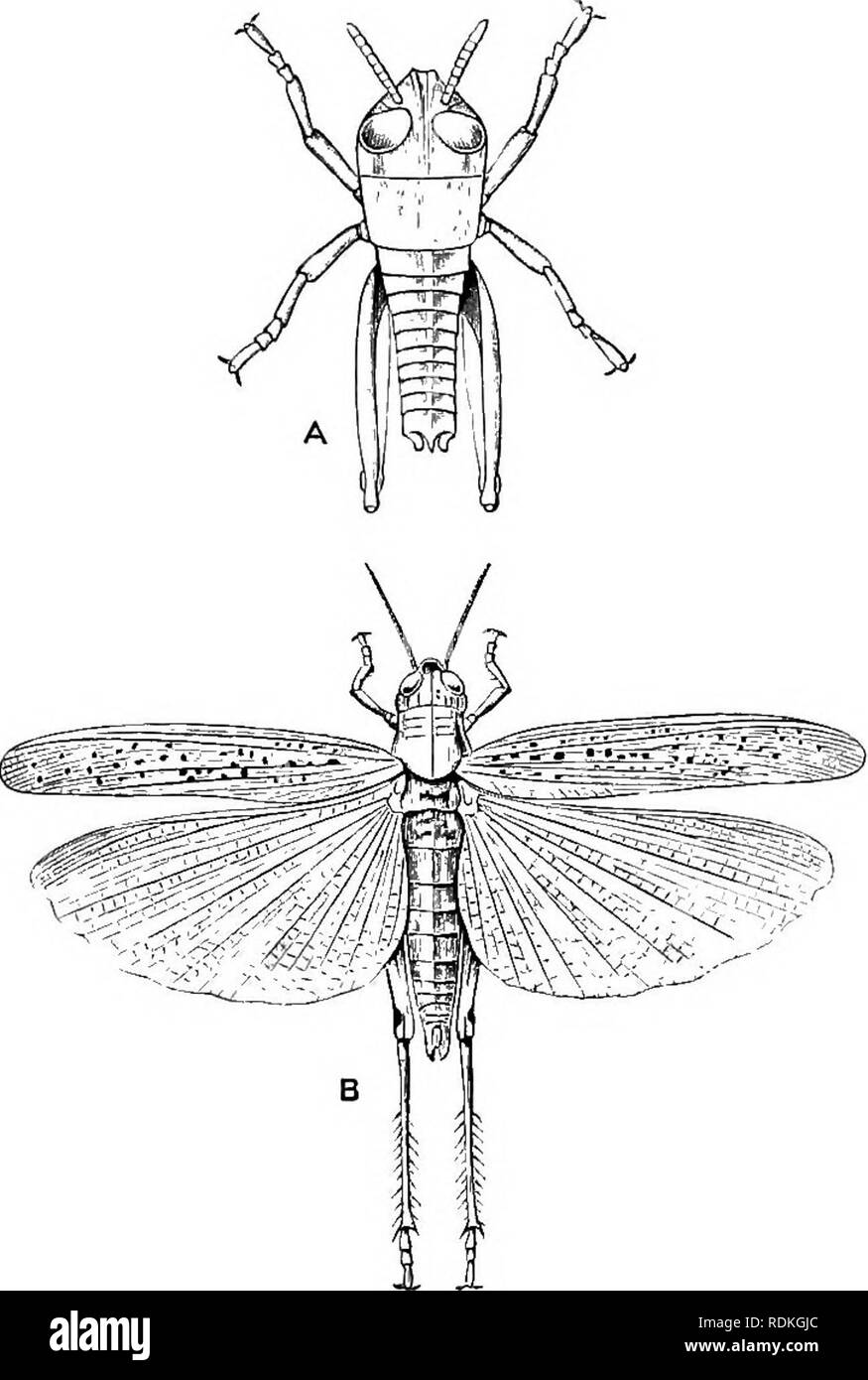 Locust wings Black and White Stock Photos & Images - Alamy