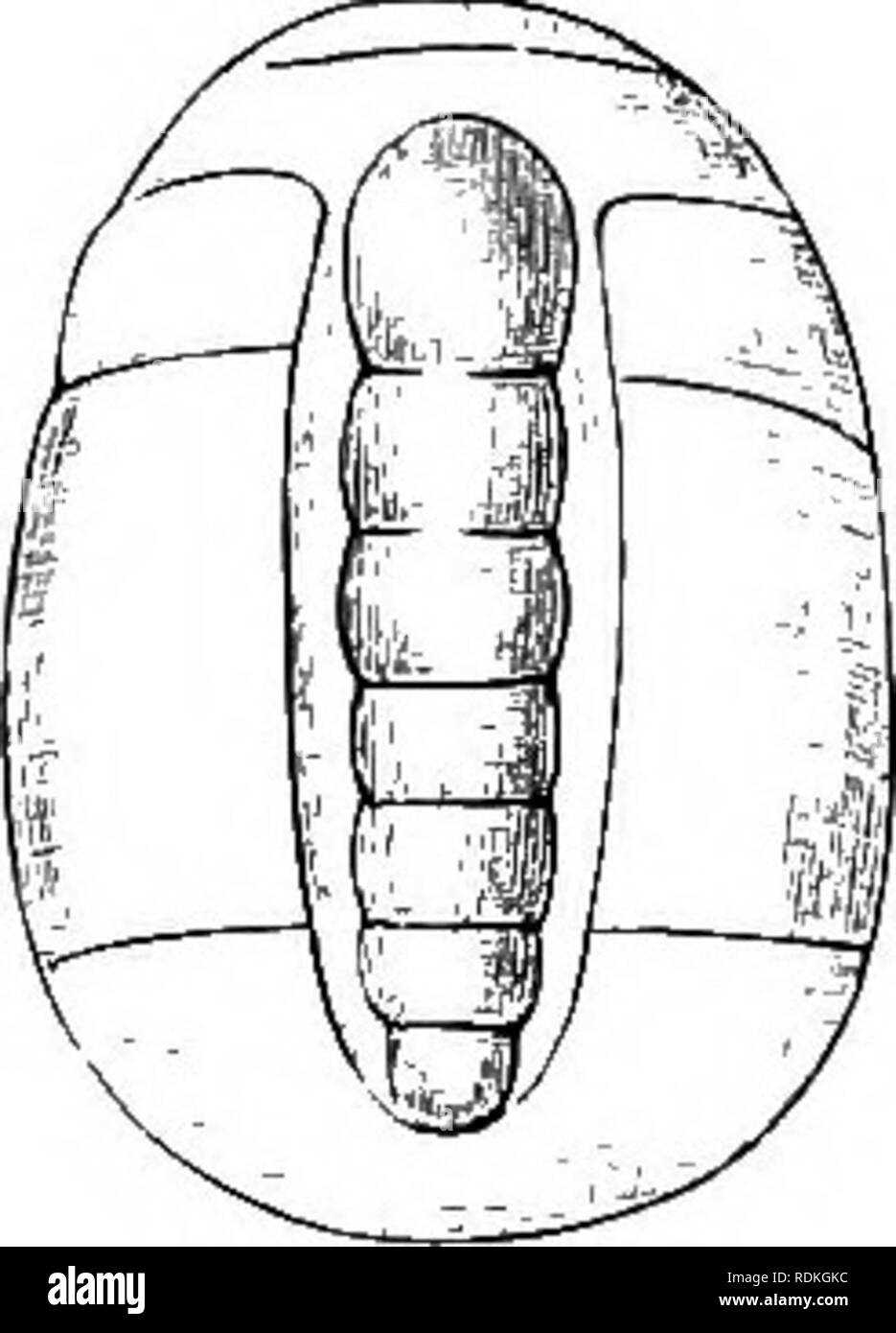 Triarthrus High Resolution Stock Photography and Images - Alamy