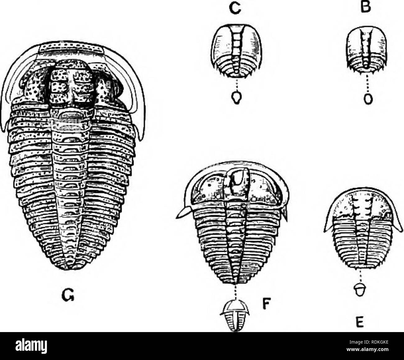 Larval form Black and White Stock Photos & Images - Alamy