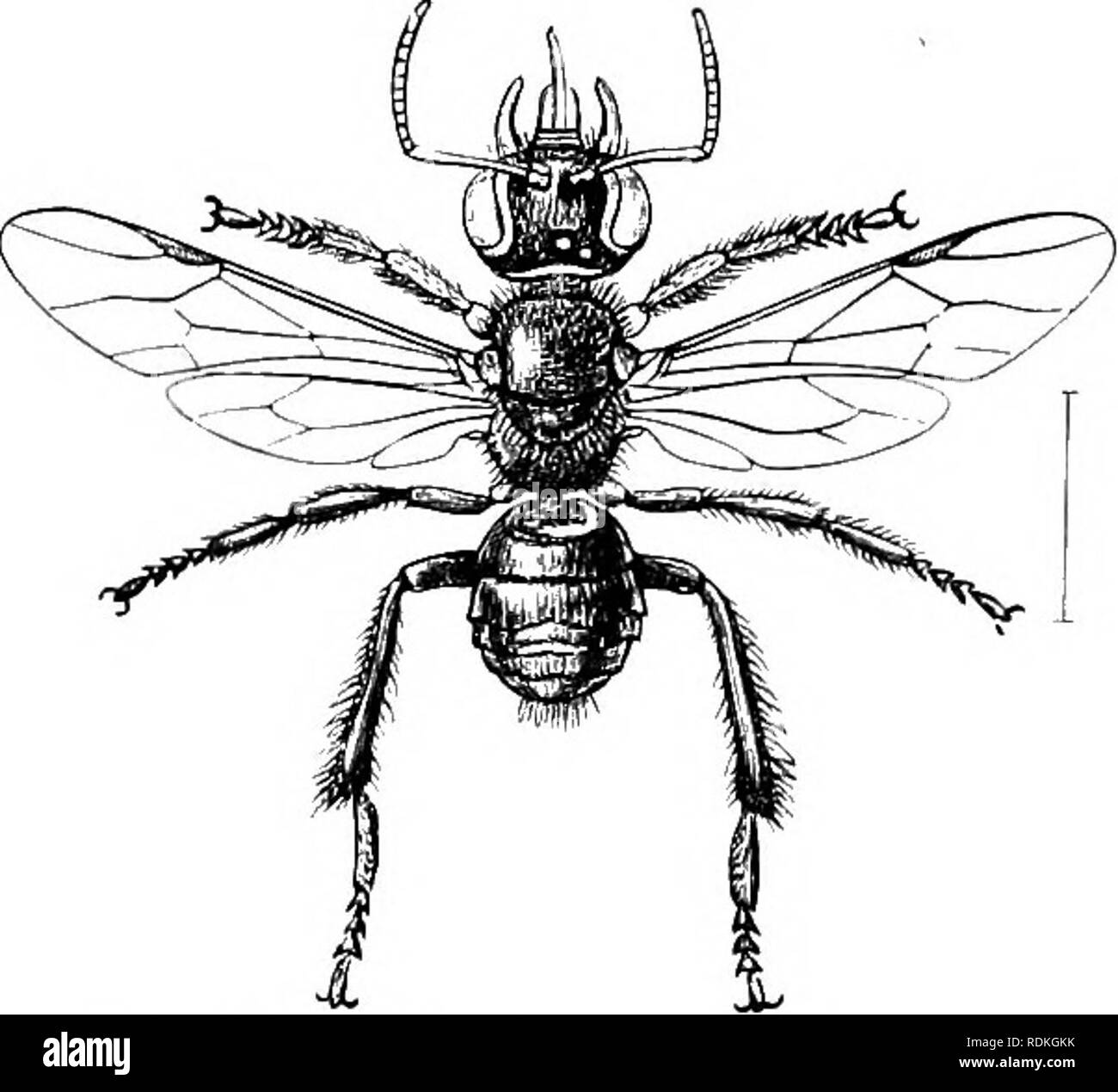Trigona bee Black and White Stock Photos & Images - Alamy