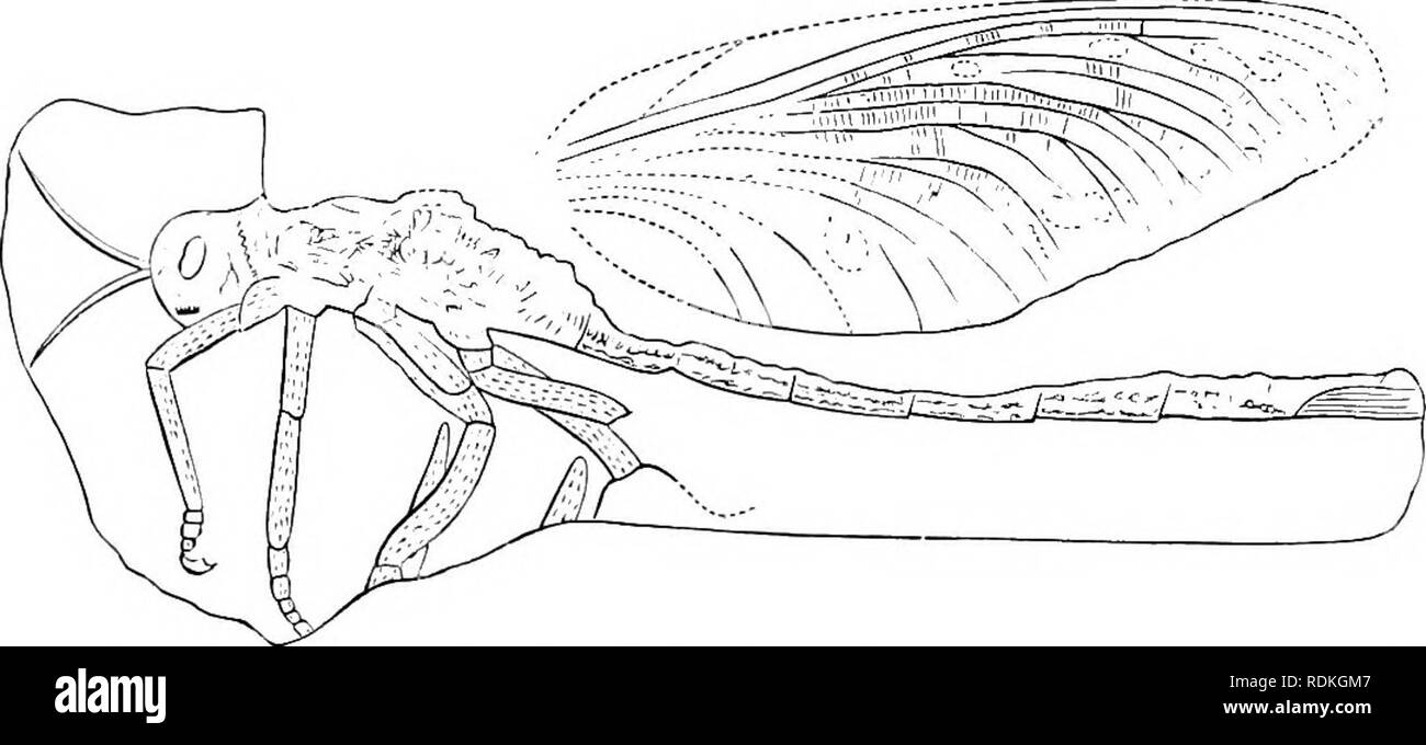 Carboniferous Insect Fossils