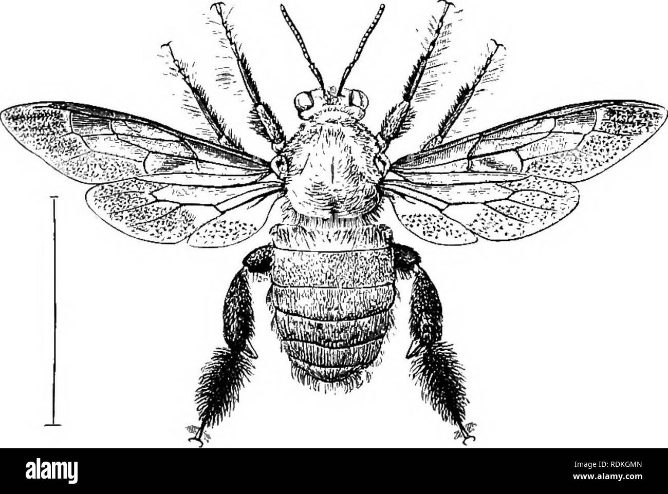 Insect species interaction Cut Out Stock Images & Pictures - Alamy