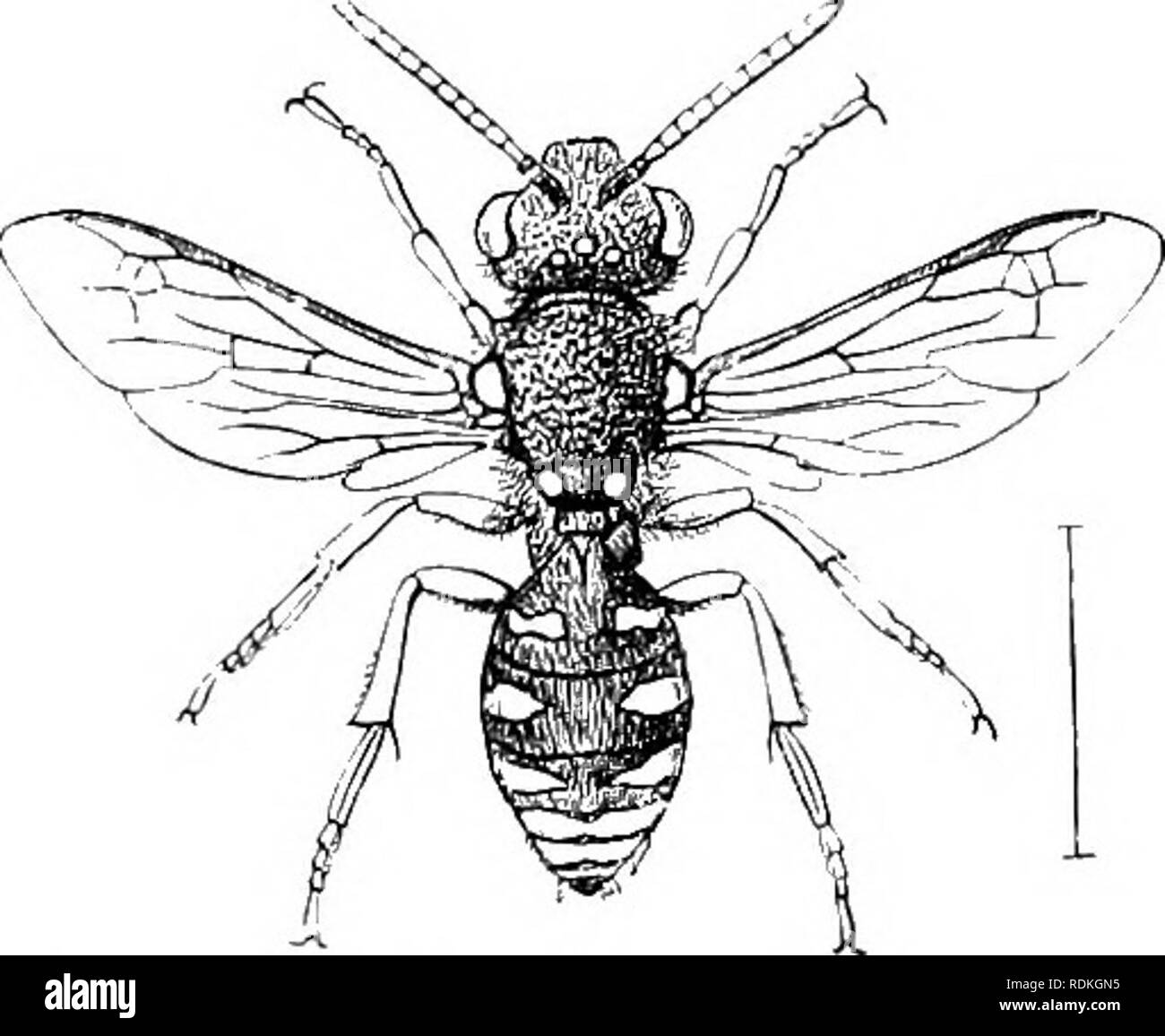 Mason bee eggs Black and White Stock Photos & Images - Alamy