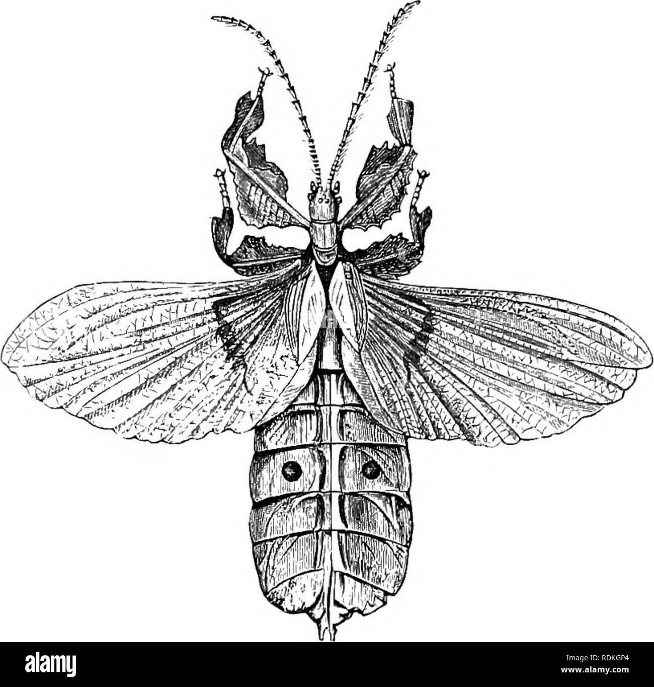 Orthoptera group Black and White Stock Photos & Images - Alamy