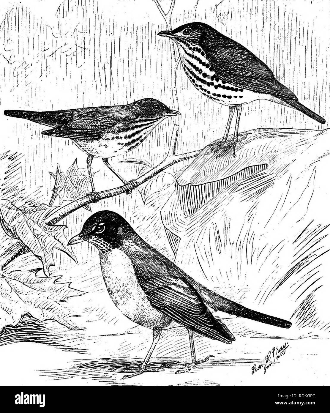 Bird with white ring around eye hi-res stock photography and images - Alamy