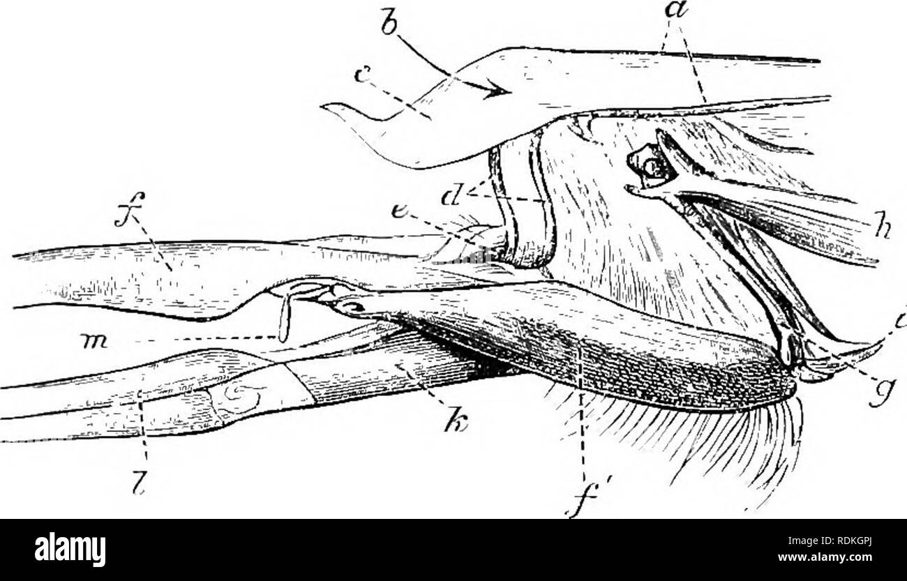 . The Cambridge natural history. Zoology. 14 IIYMENOPTERA submentum is ...