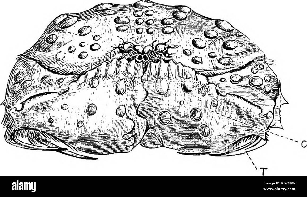 Caribbean crustacean Black and White Stock Photos & Images - Alamy