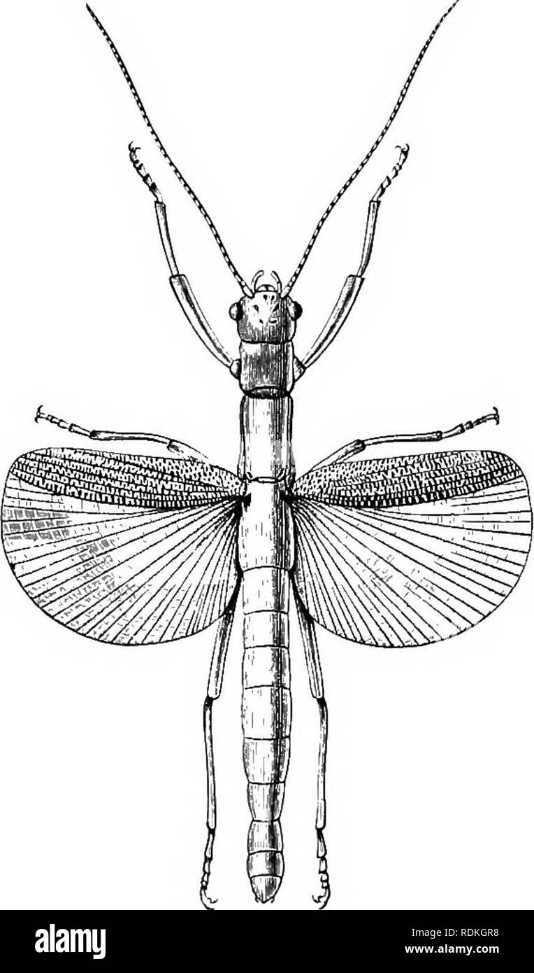 Vermiform processes Black and White Stock Photos & Images - Alamy