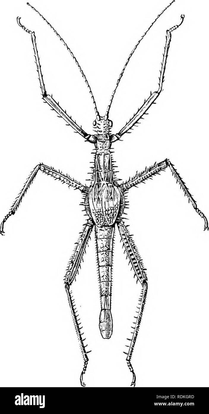 Arolium Cut Out Stock Images & Pictures - Alamy