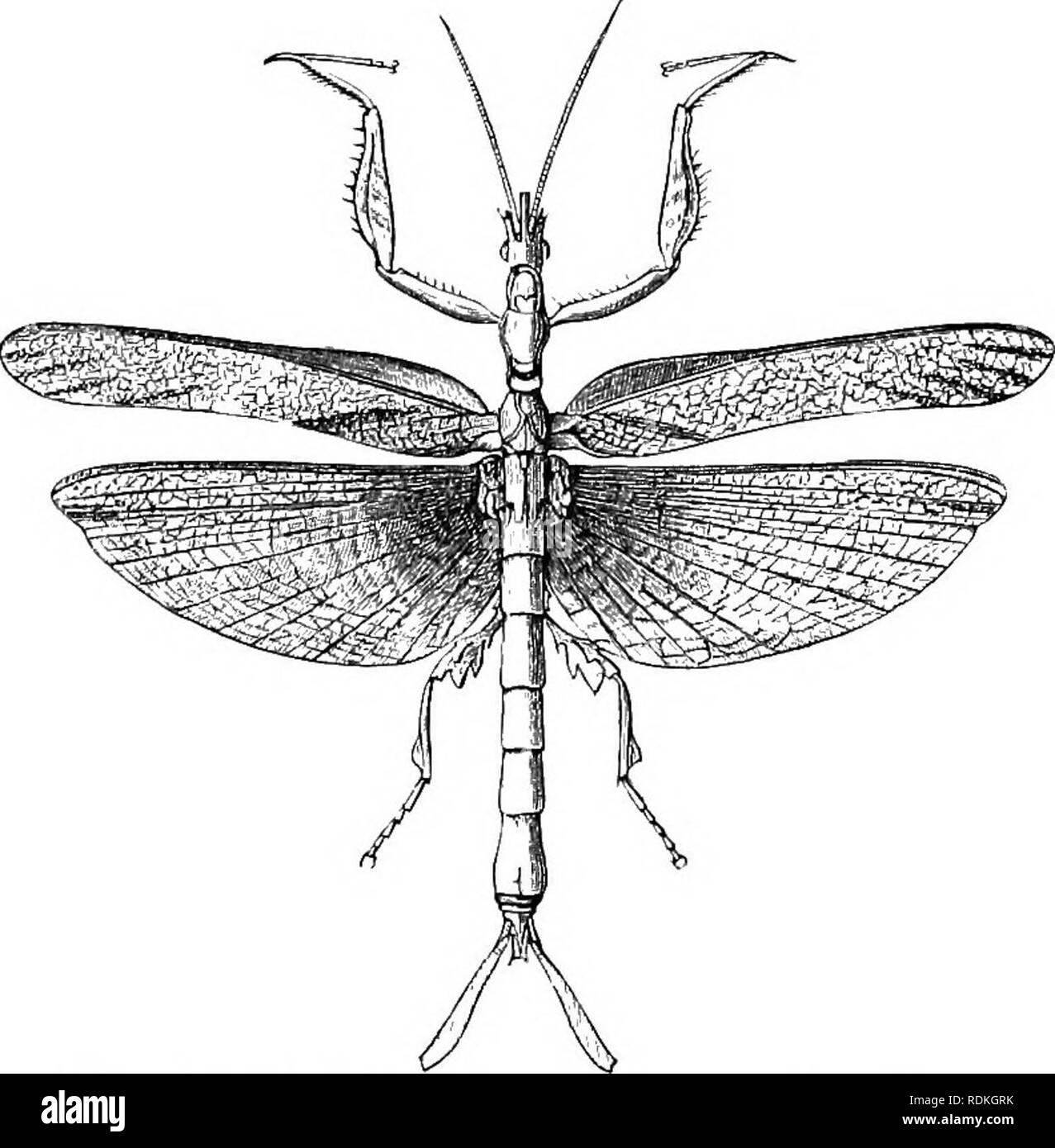 Orthoptera sp Black and White Stock Photos & Images - Alamy