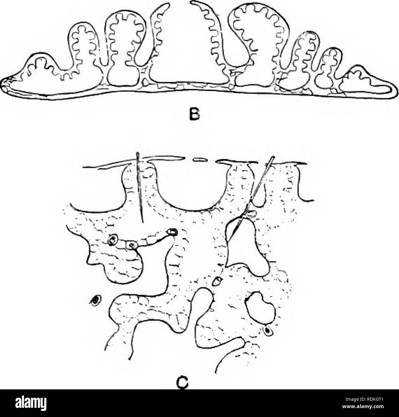 Sycon hi-res stock photography and images - Alamy