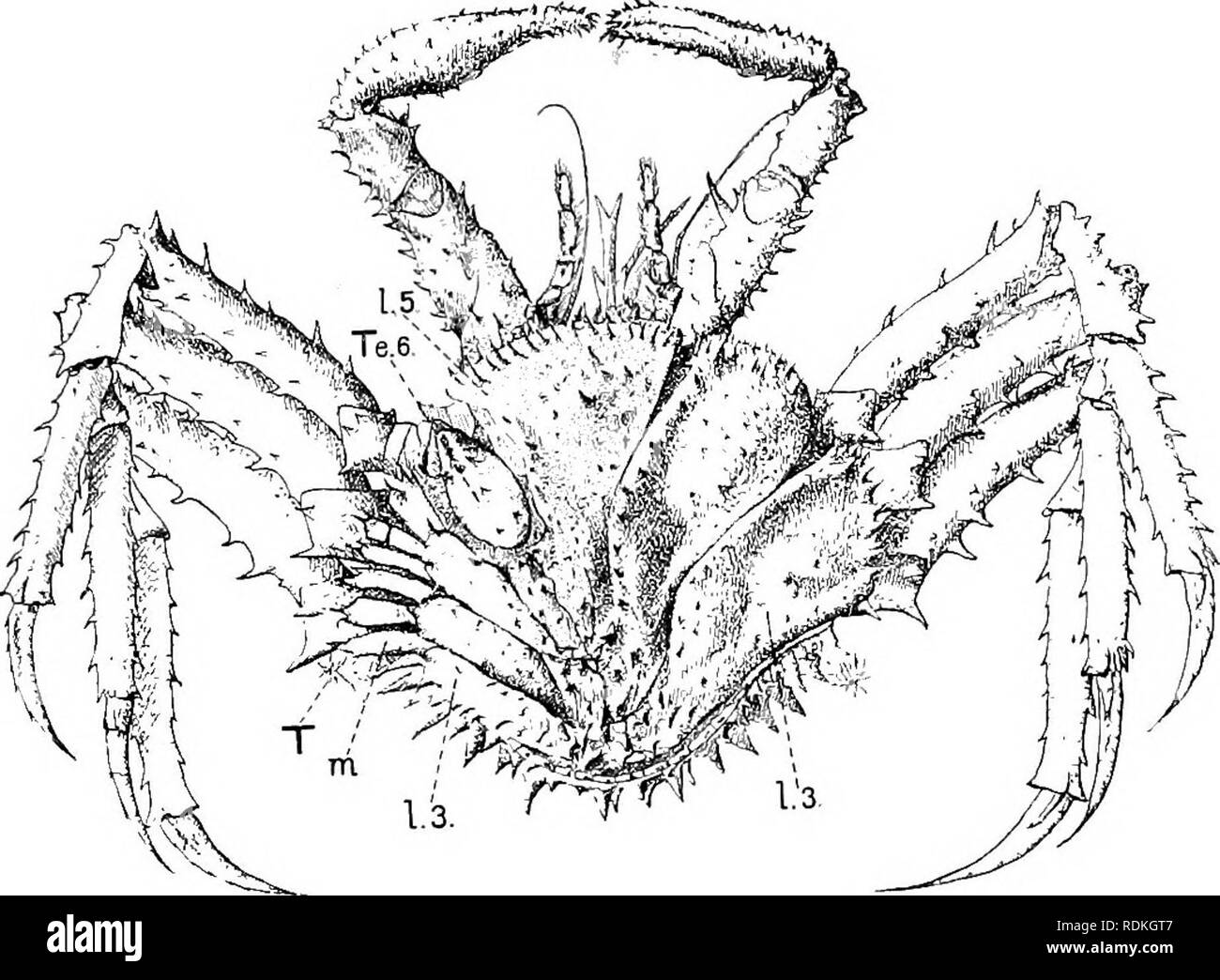 Asymmetrical abdomen Black and White Stock Photos & Images - Alamy