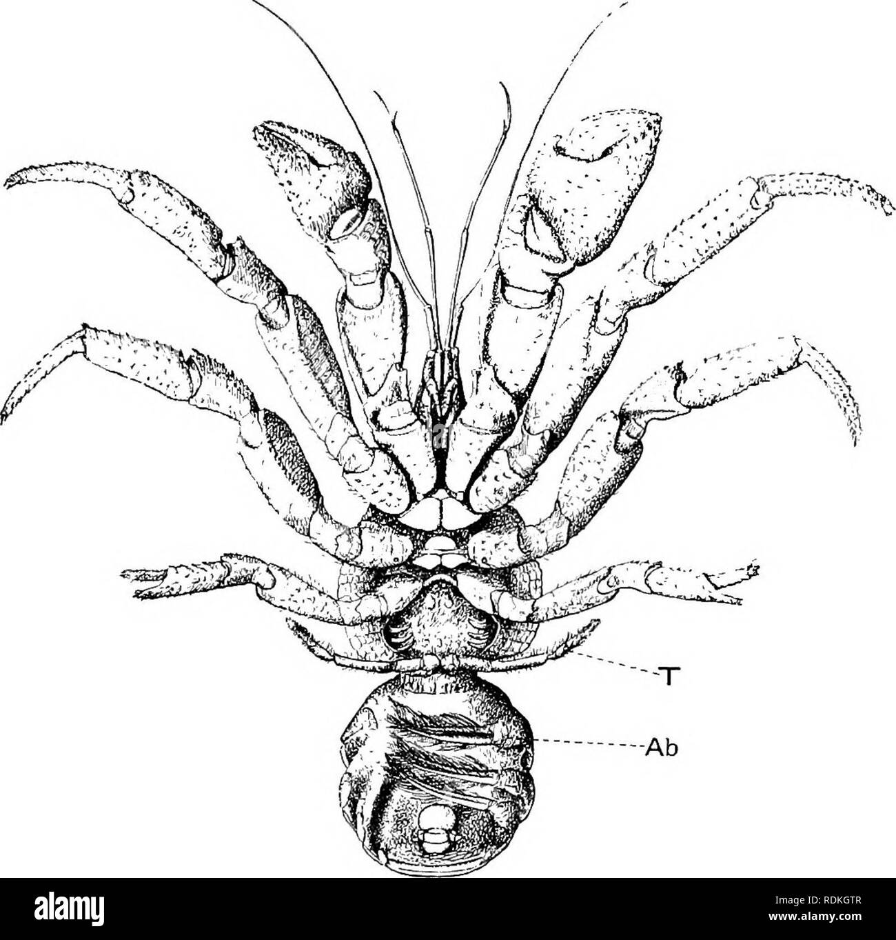 Hermit Crab Anatomy