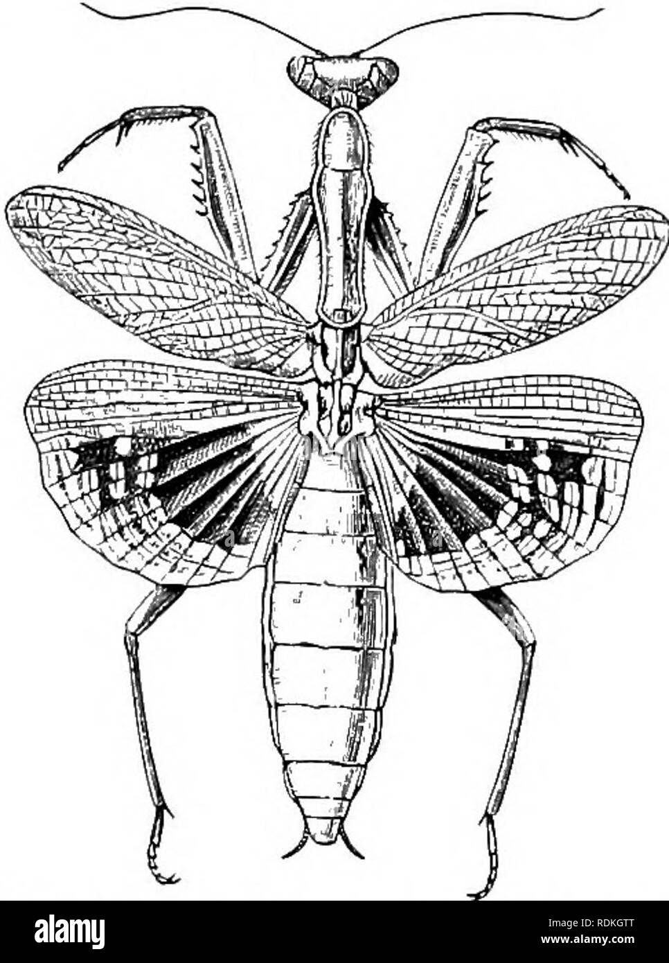 . The Cambridge natural history. Zoology. development they devoured ...
