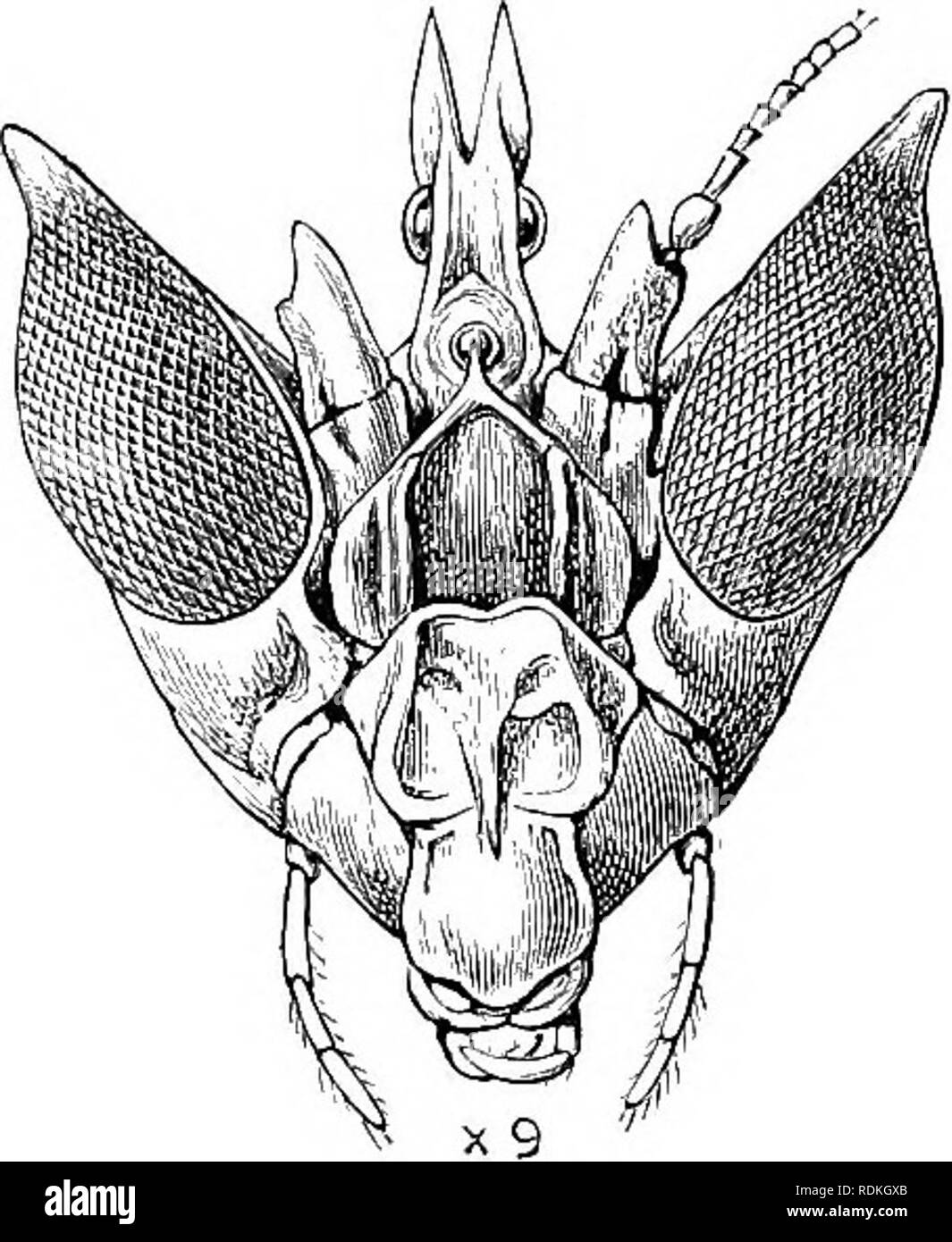 Prosternum Black and White Stock Photos & Images - Alamy