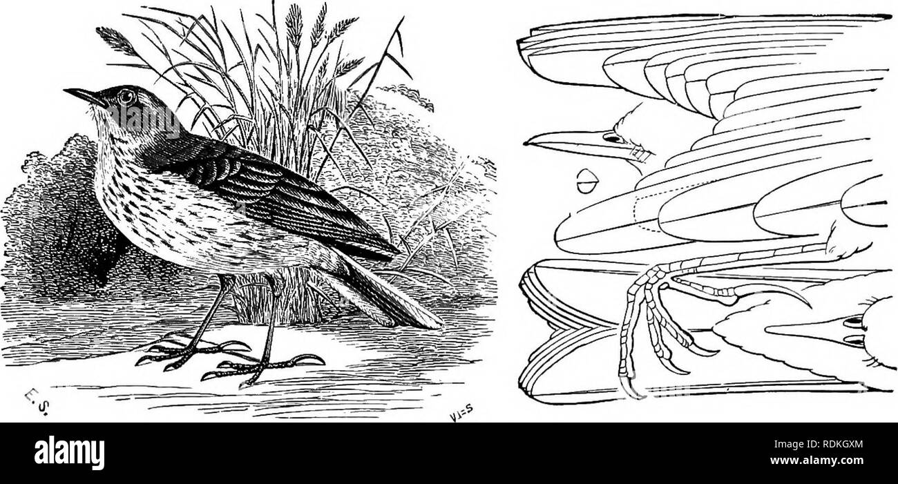 . The birds of Illinois and Wisconsin. Birds; Birds. Jan., 1909. Birds ...