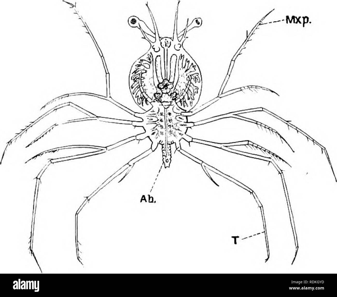 . The Cambridge natural history. Zoology. 166 CRUSTACEA EUCARIDA ...