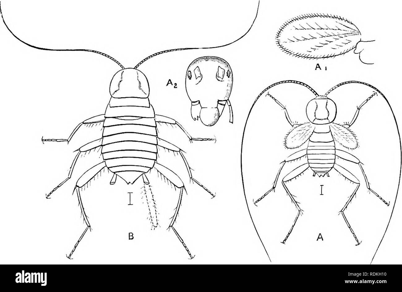 Wall fossorial hi-res stock photography and images - Alamy