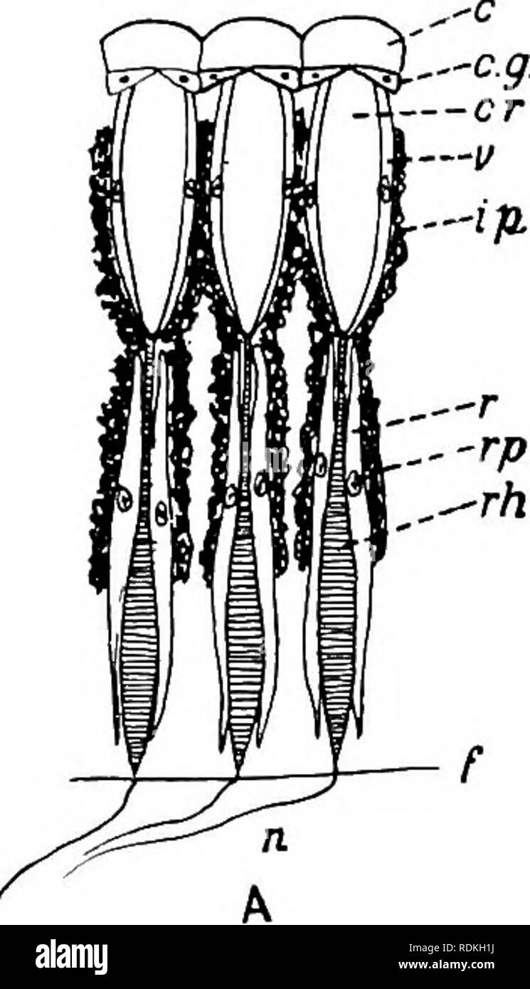 Rod and cone cells hi-res stock photography and images - Alamy