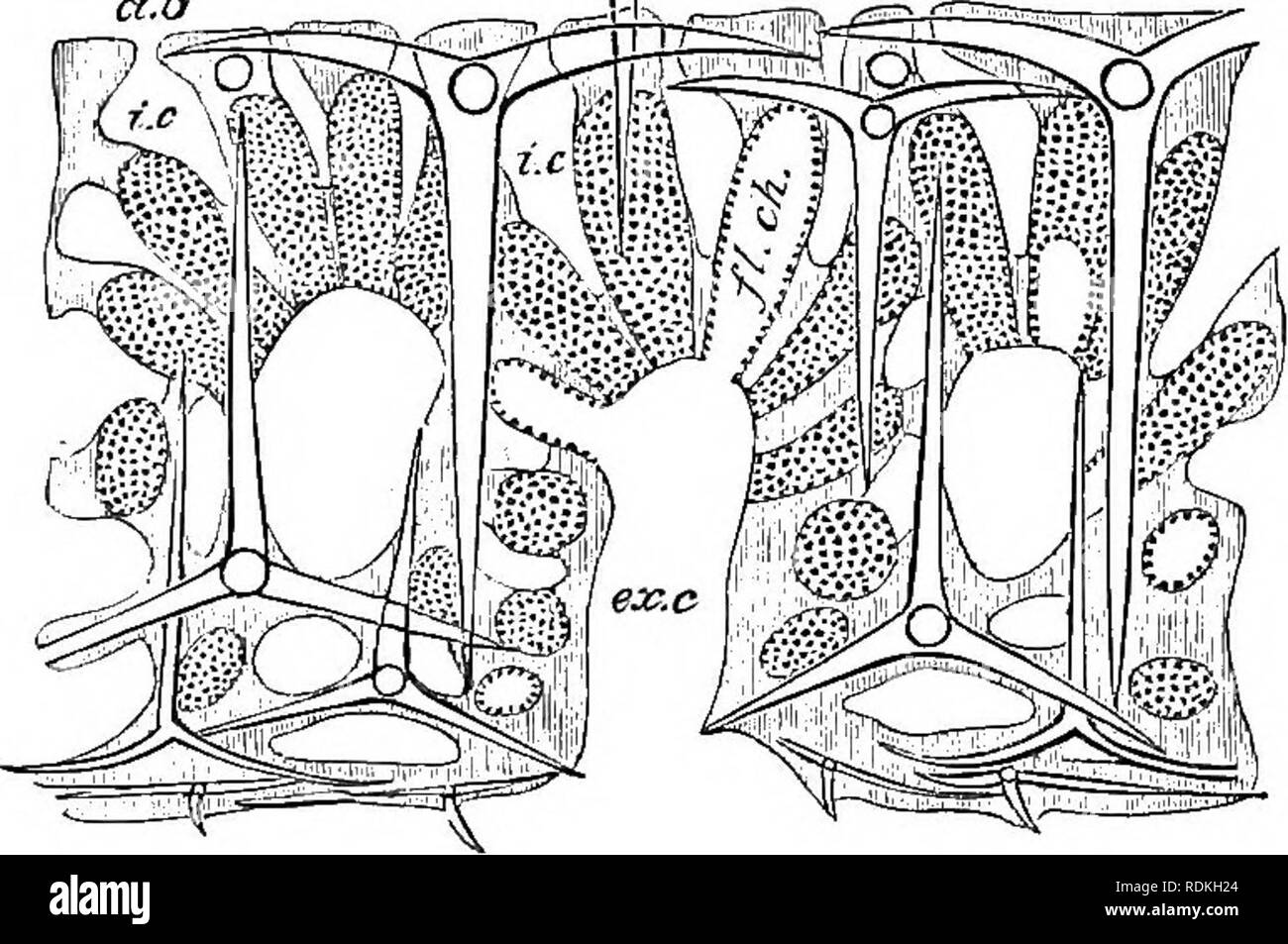Sycon High Resolution Stock Photography and Images - Alamy