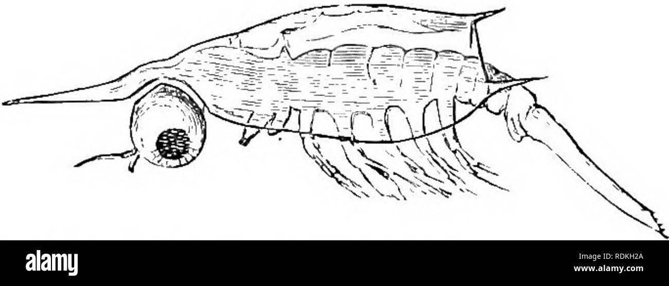 . The Cambridge natural history. Zoology. STOMATOPODA LARVAL HISTORY ...