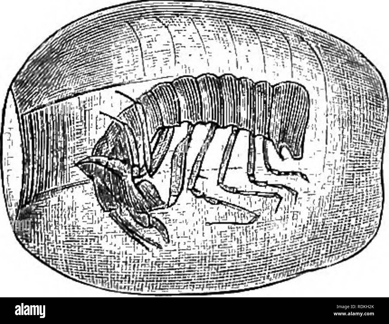 Elongated body insect Black and White Stock Photos & Images - Alamy
