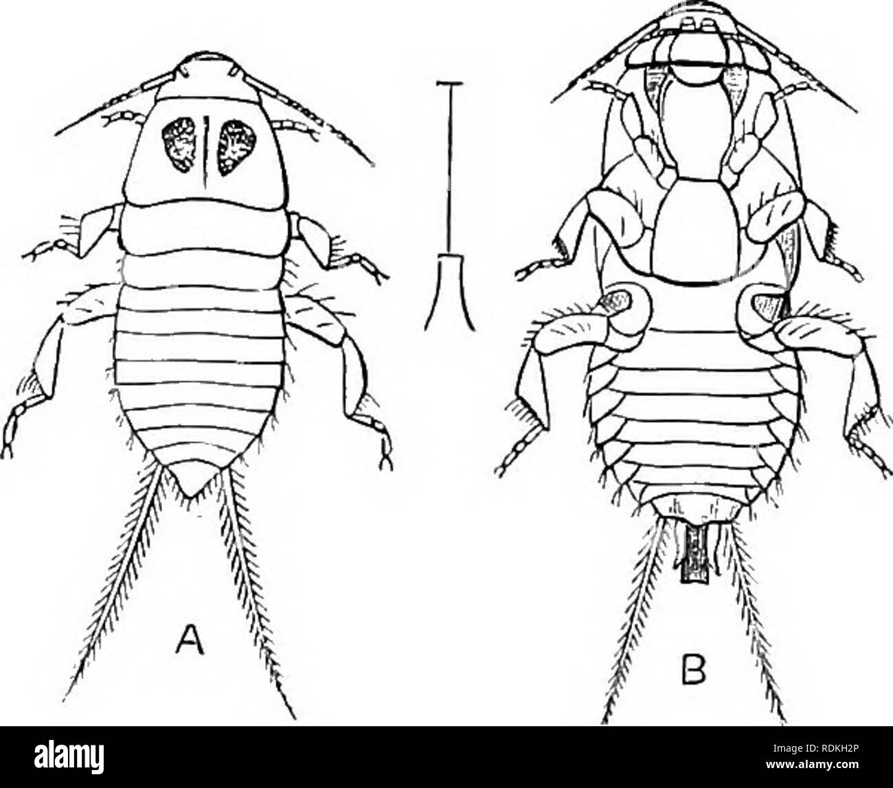 . The Cambridge natural history. Zoology. Fig. 116.—Foetus of Hemimerus ...
