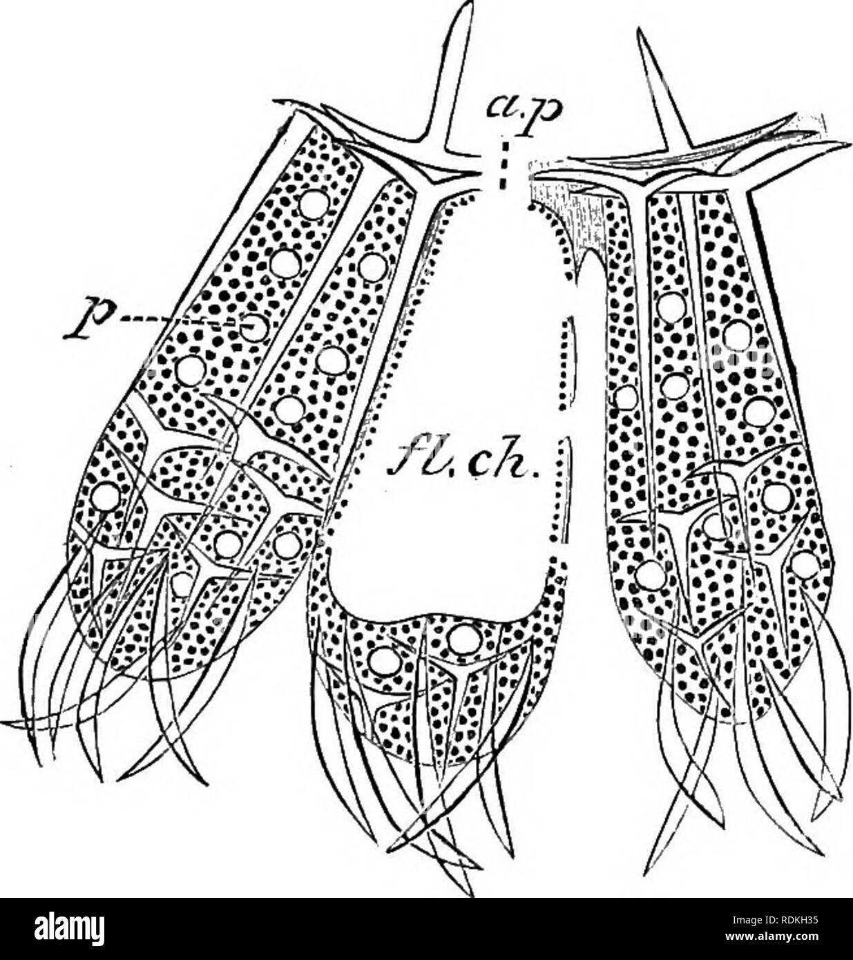 Sycon High Resolution Stock Photography and Images - Alamy