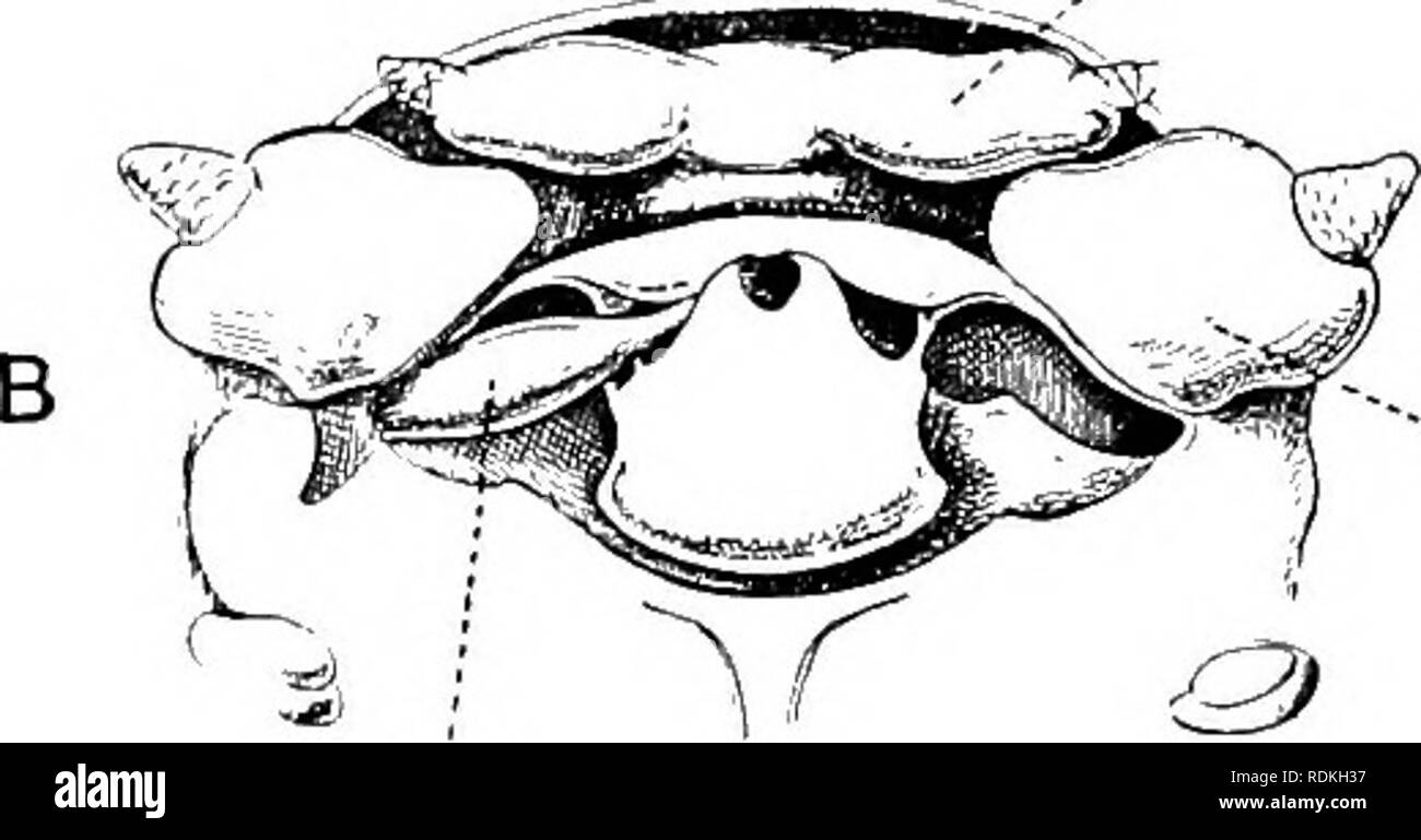 Female ventral view Black and White Stock Photos & Images - Alamy