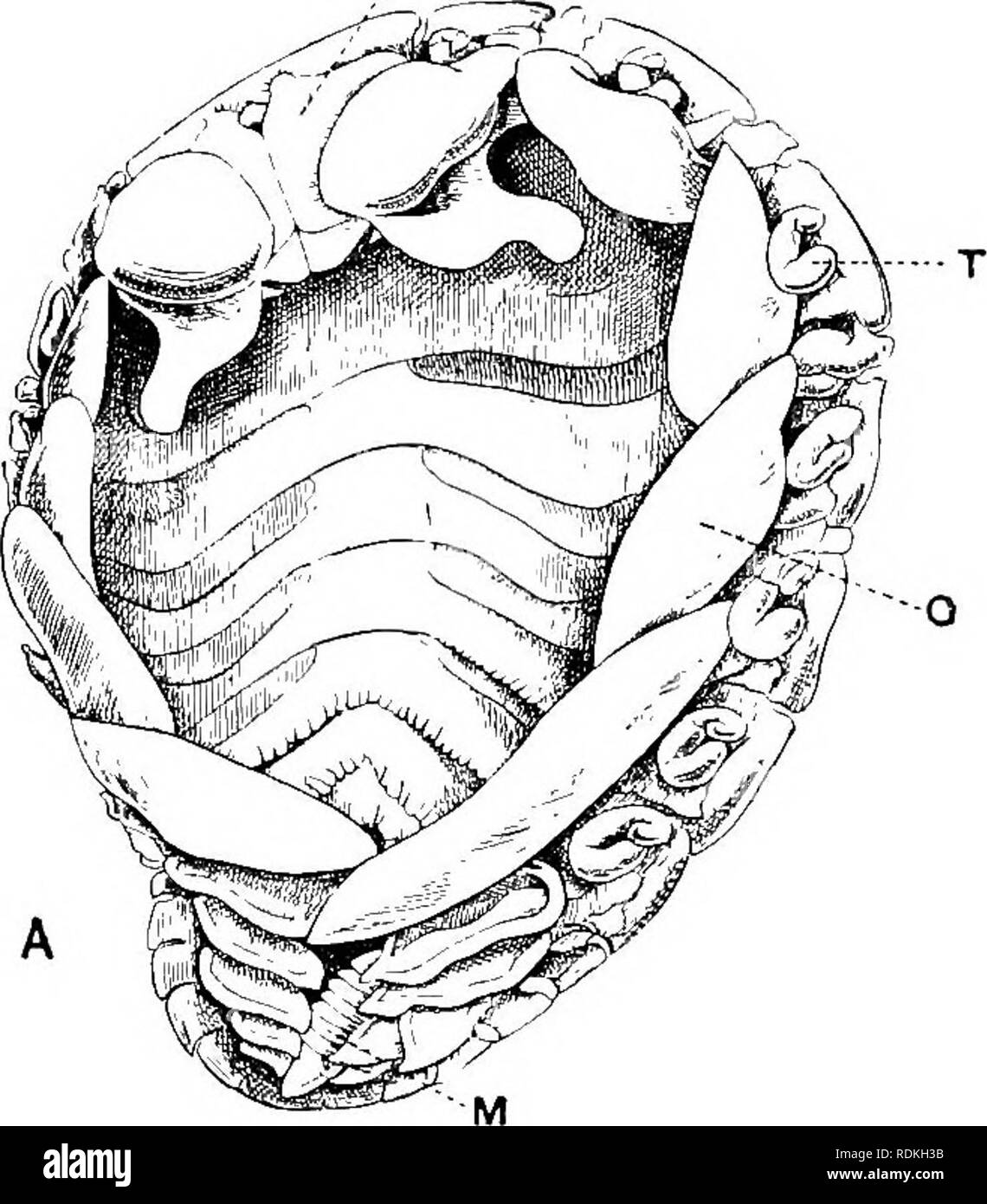 Female brood pouch hi-res stock photography and images - Alamy