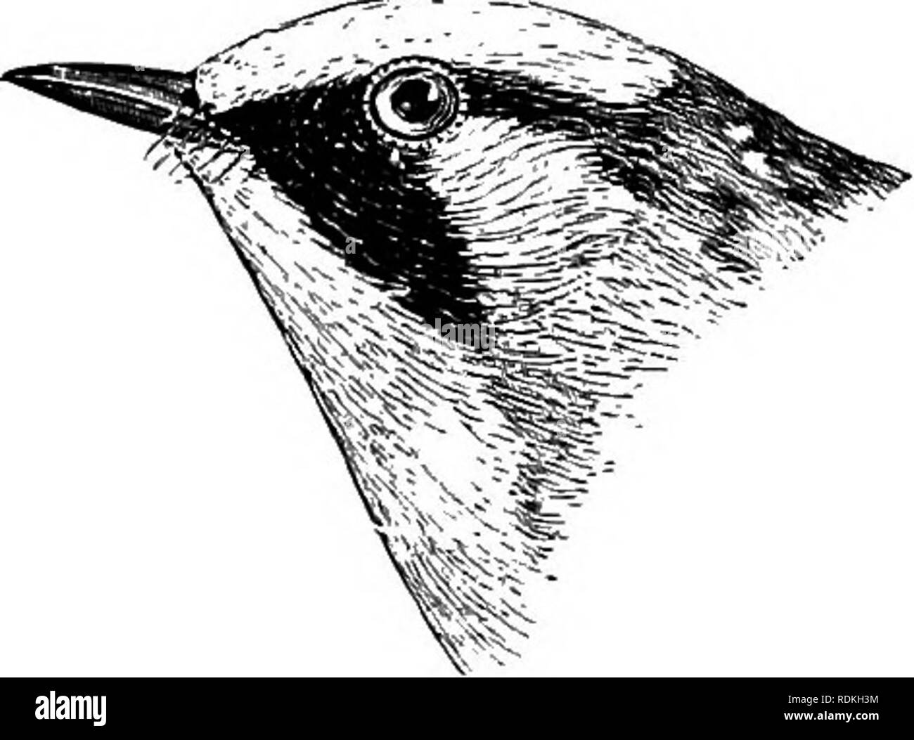 Avian breeding biology Black and White Stock Photos & Images - Alamy