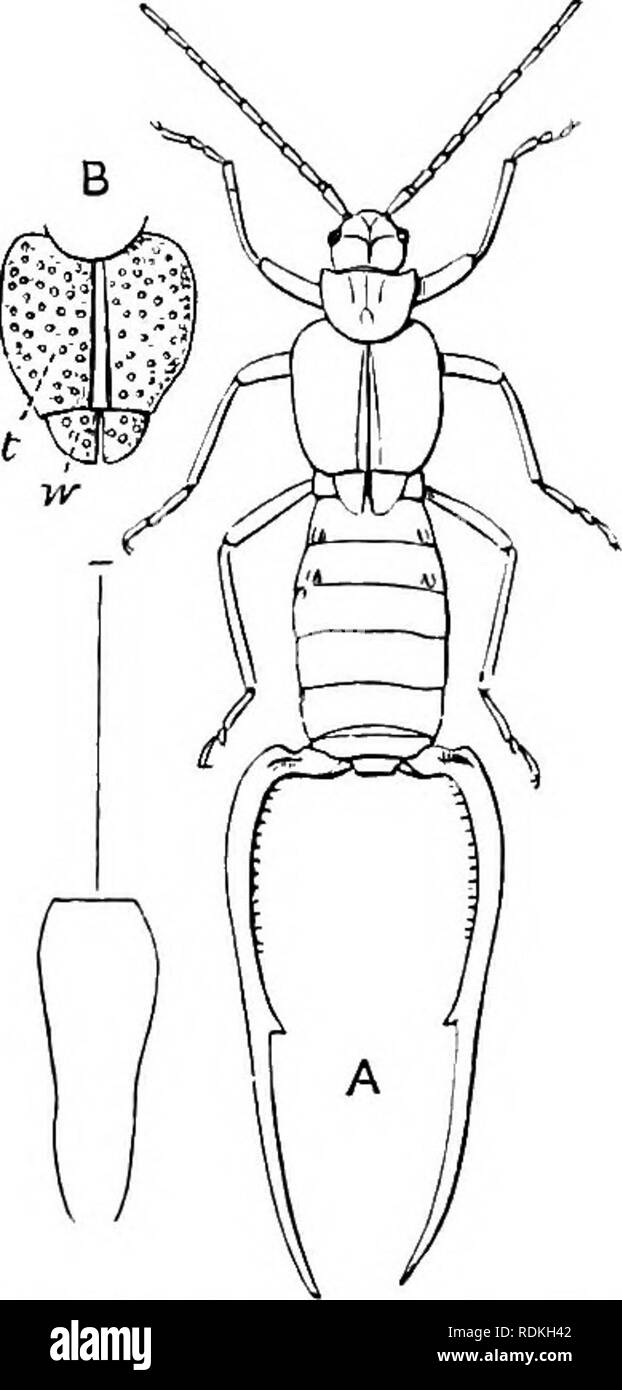 Earwigs part Black and White Stock Photos & Images - Alamy