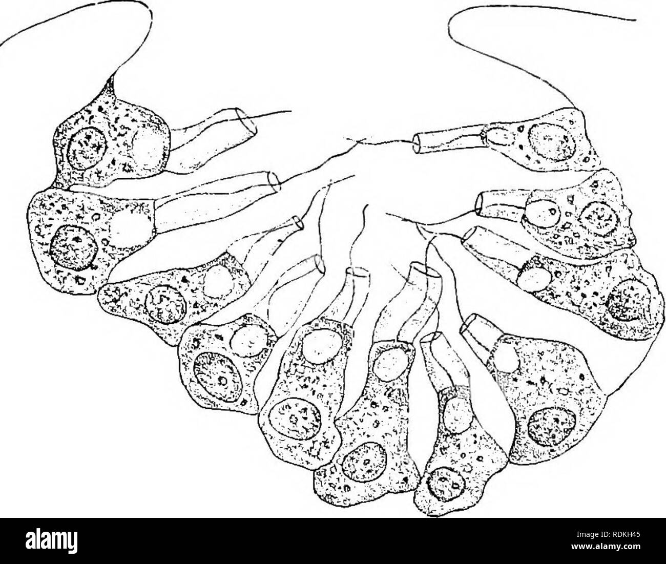 . The Cambridge natural history. Zoology. 176 PORlFERA be covered in ...
