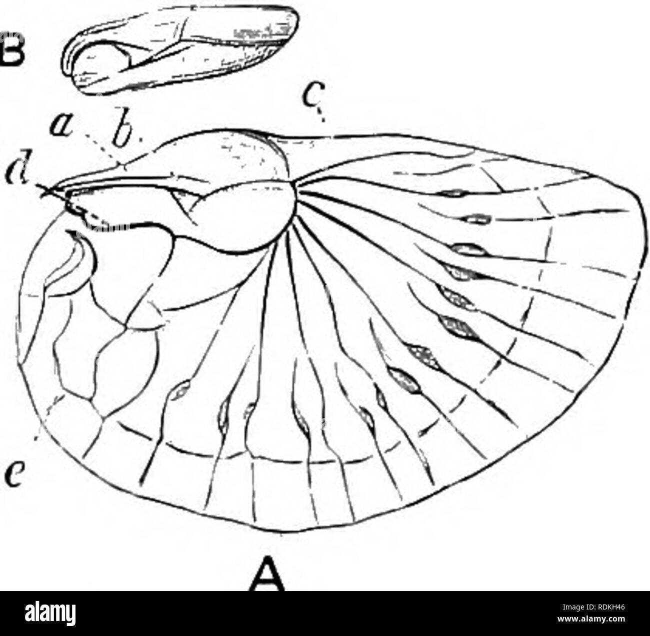 Tegmina Cut Out Stock Images & Pictures - Alamy